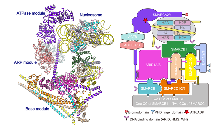 附属肿瘤医院和生物医学研究院徐彦辉课题组解析人源BAF复合物结合核小体的冷冻电镜结构