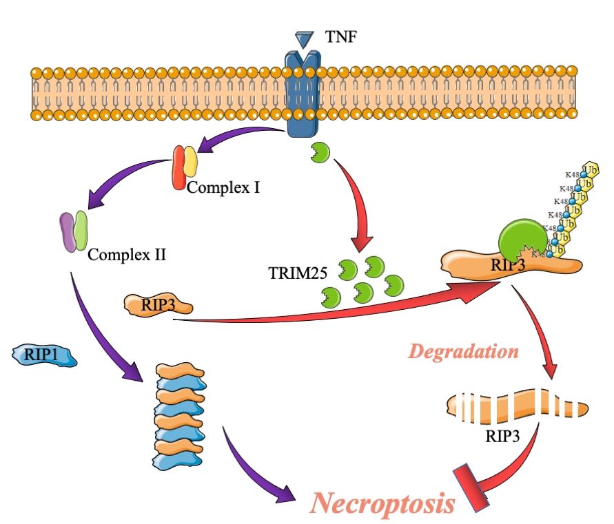 生命科学学院李继喜课题组发现程序性细胞坏死新型“刹车”分子