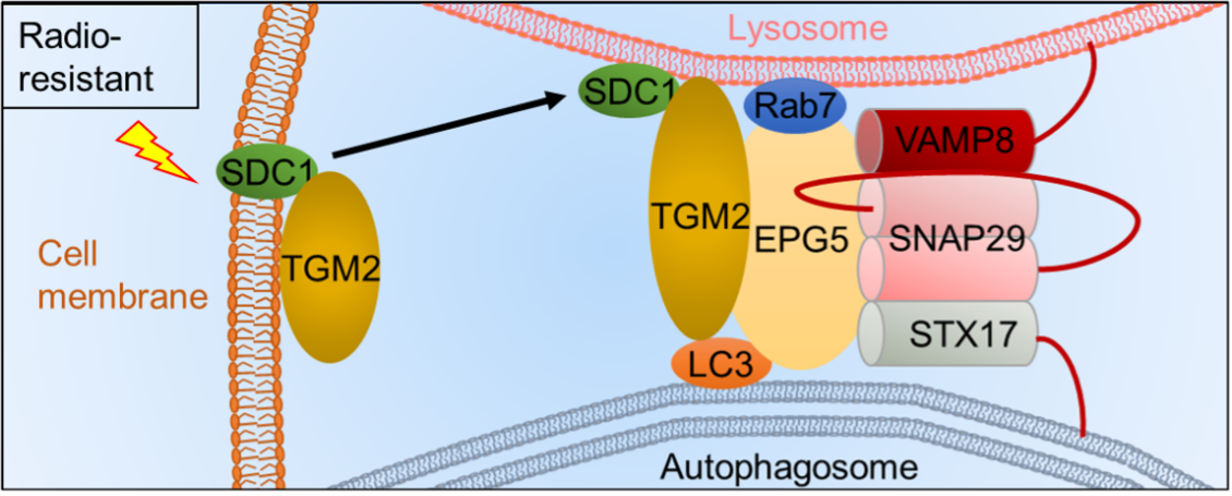 复旦大学放射医学研究所邵春林教授团队发现：TGM2以SDC1依赖途径在协调自噬体-溶酶体融合以及胶质母细胞瘤辐射抵抗中发挥重要生物学功能