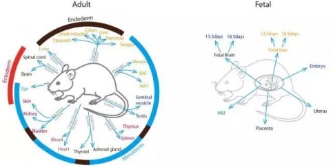 复旦生命科学学院课题组参与绘制 首个小鼠全身各器官转录因子蛋白质组图谱