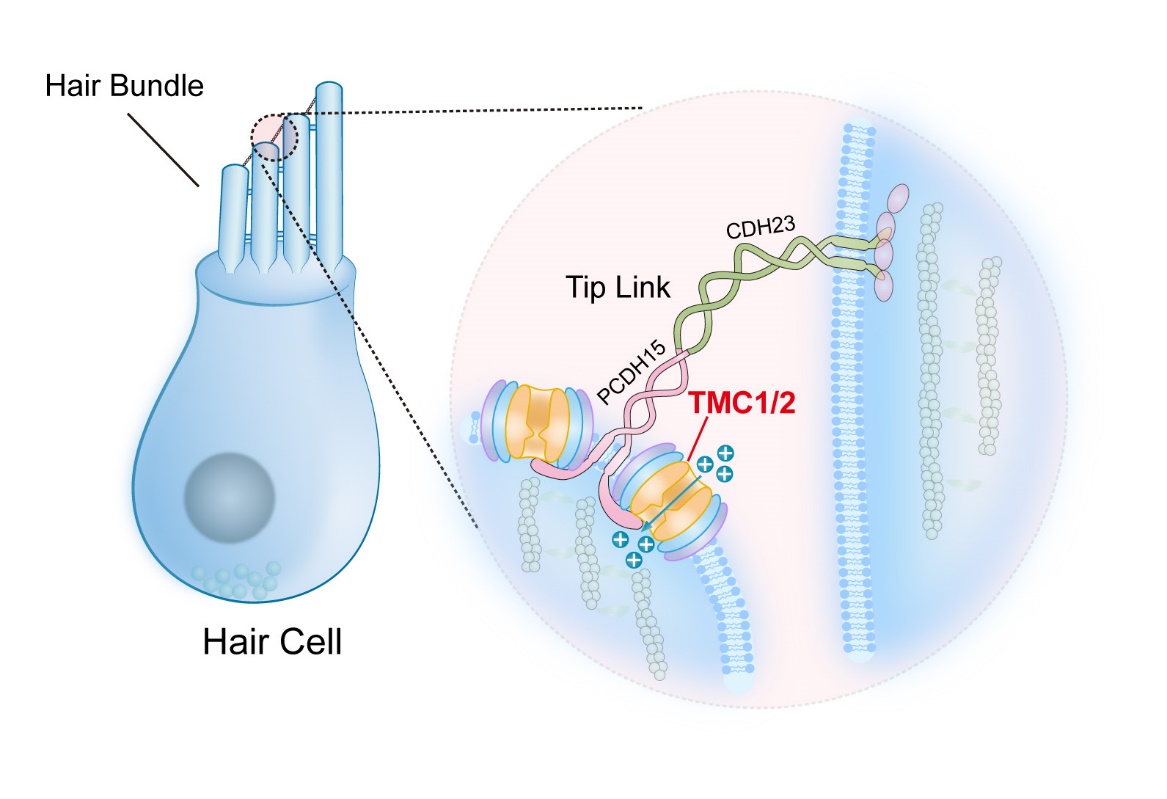 复旦大学闫致强团队合作研究 确认听觉首要机械力门控离子通道