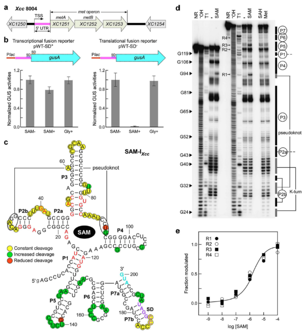生物医学研究院顾宏周团队与合作者发现非编码Riboswitch RNA可通过同时感应SAM和tRNA配体精确调控基因表达
