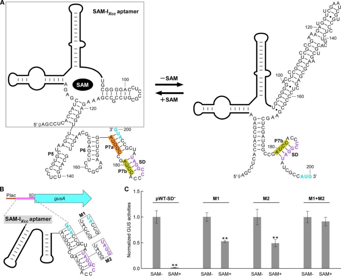 生物医学研究院顾宏周团队与合作者发现非编码Riboswitch RNA可通过同时感应SAM和tRNA配体精确调控基因表达