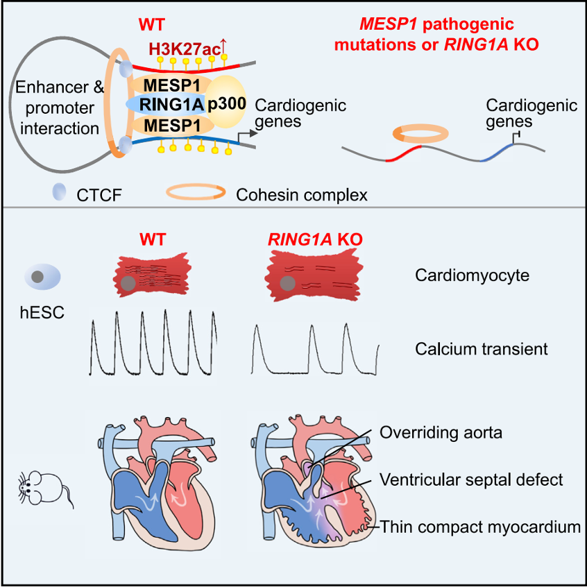 孙宁/蓝斐合作团队在Developmental Cell报道表观因子RING1A在心脏发育中的重要作用