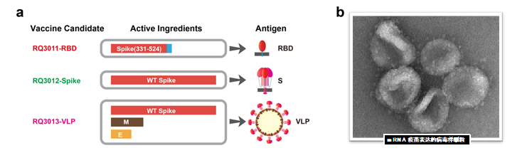 复旦大学生命科学学院林金钟团队合作研究发现mRNA诱导小鼠体内产生新冠病毒样颗粒强烈激活免疫系统
