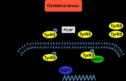 复旦大学生命科学学院余巍课题组发现乙酰化修饰对氨酰tRNA合成酶的调控及抑制超氧应激的分子机理