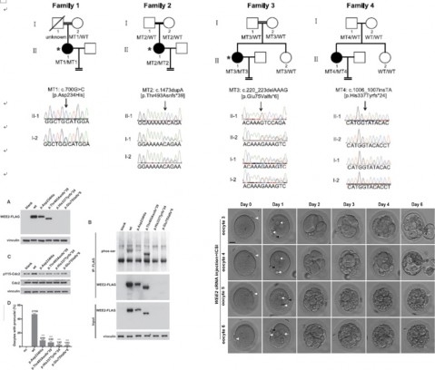 生命科学学院桑庆、王磊研究团队合作研究 在人类卵子受精障碍新致病基因方面取得新发现