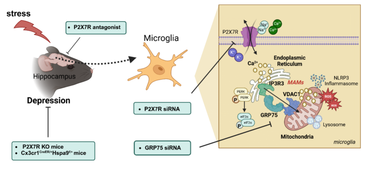 基础医学院俞瑾教授团队发现MAMs在应激致抑郁中的重要作用