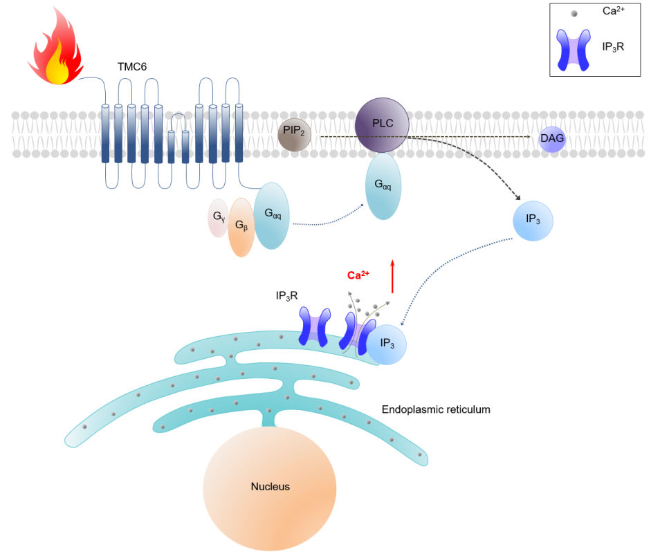 脑科学研究院韩清见/王彦青/吴瑞琪团队揭示跨膜通道样蛋白TMC6介导伤害性热感知新机制
