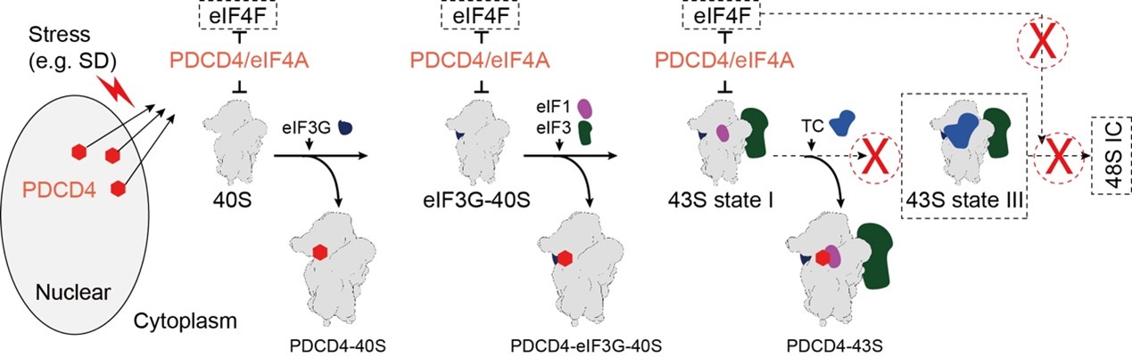 生物医学研究院程净东课题组揭示肿瘤抑制因子PDCD4抑制细胞翻译起始的新机制