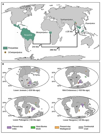 中科院动物所在有爪动物门古生物地理学领域取得重要进展
